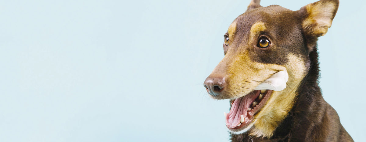 Hygiène pour chiens – Page 4 – MEUNERIE DALPHOND