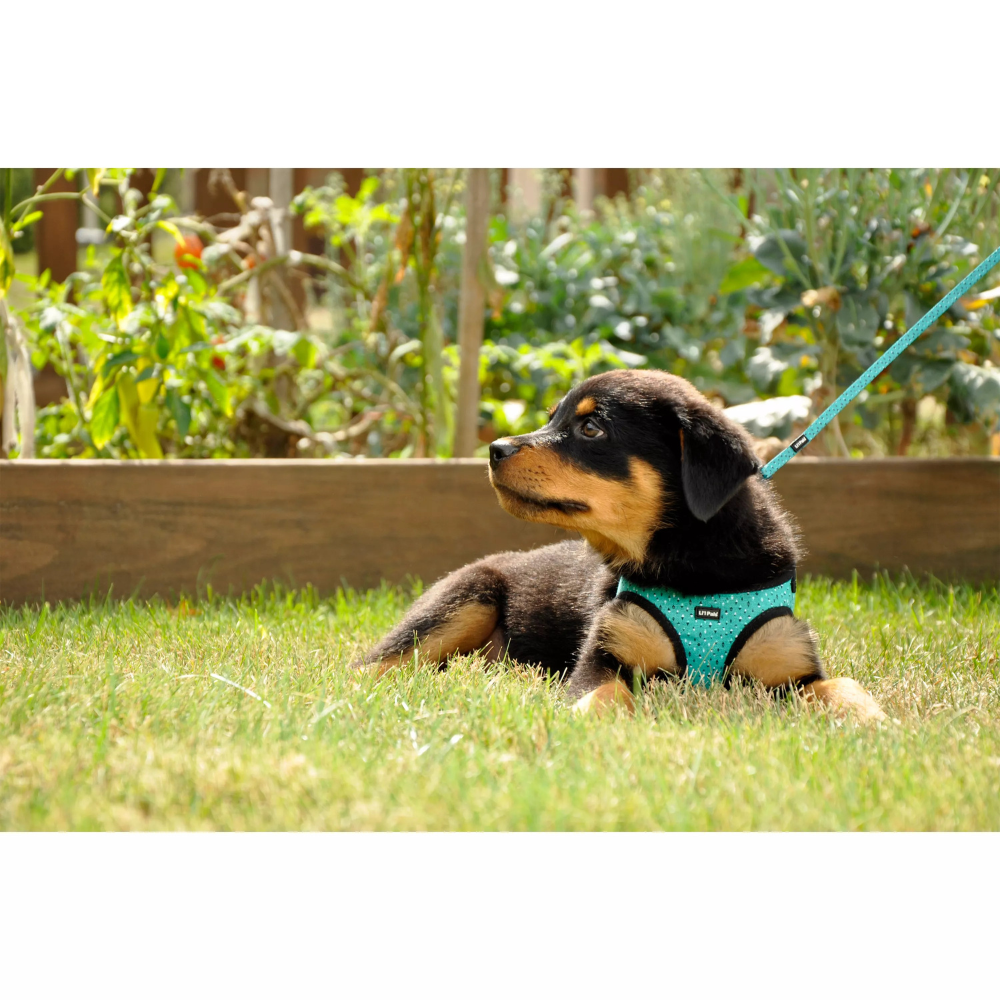 LI'L PALS, Harnais en toile, Petit, Pour chien – MEUNERIE DALPHOND