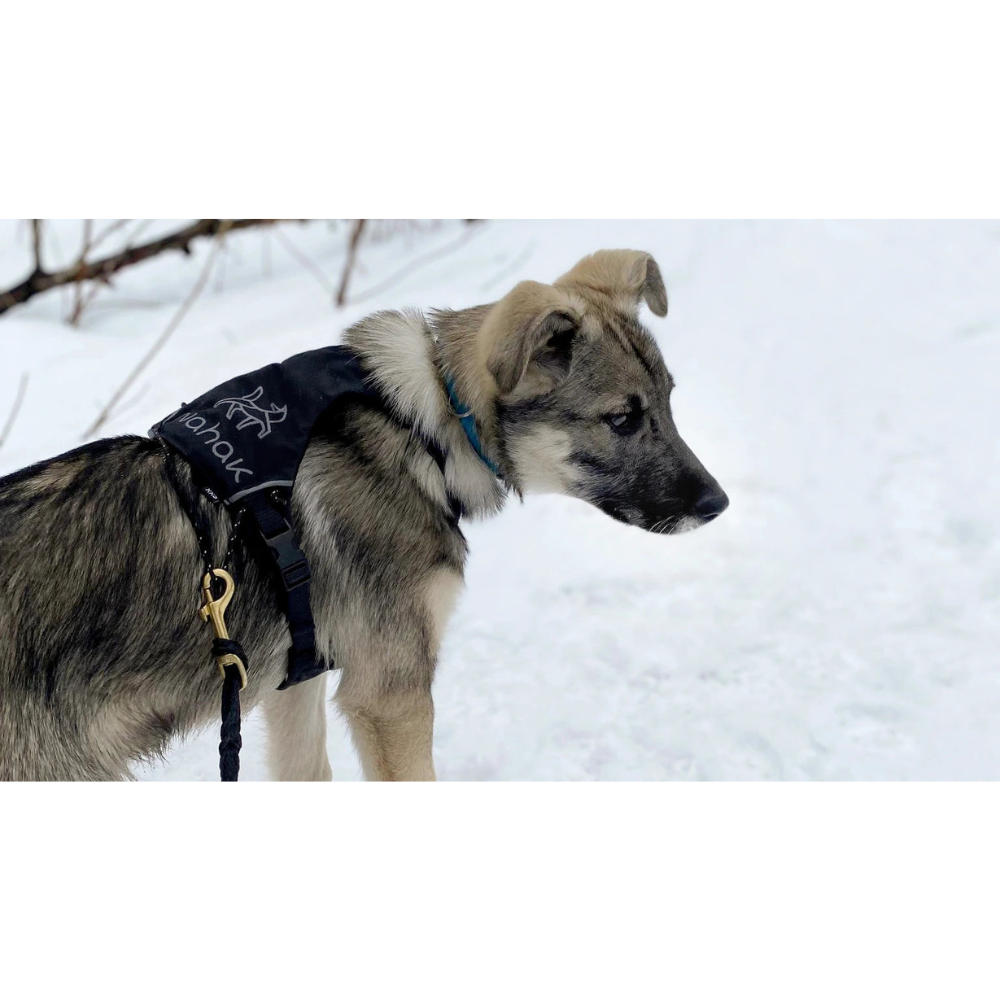 NAHAK, Harnais, Marche et course, 10 à 30lb, Pour petits chiens ...