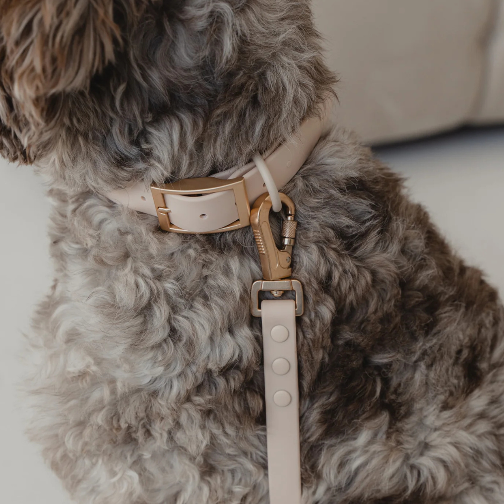 DEXYPAWS, Collier Imperméable, Pour chien – MEUNERIE DALPHOND