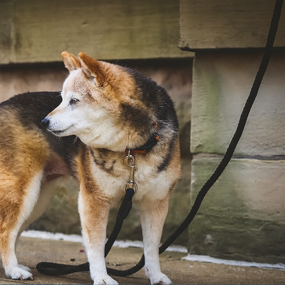 COASTAL, Laisse en corde, Noir, Pour chien – MEUNERIE DALPHOND