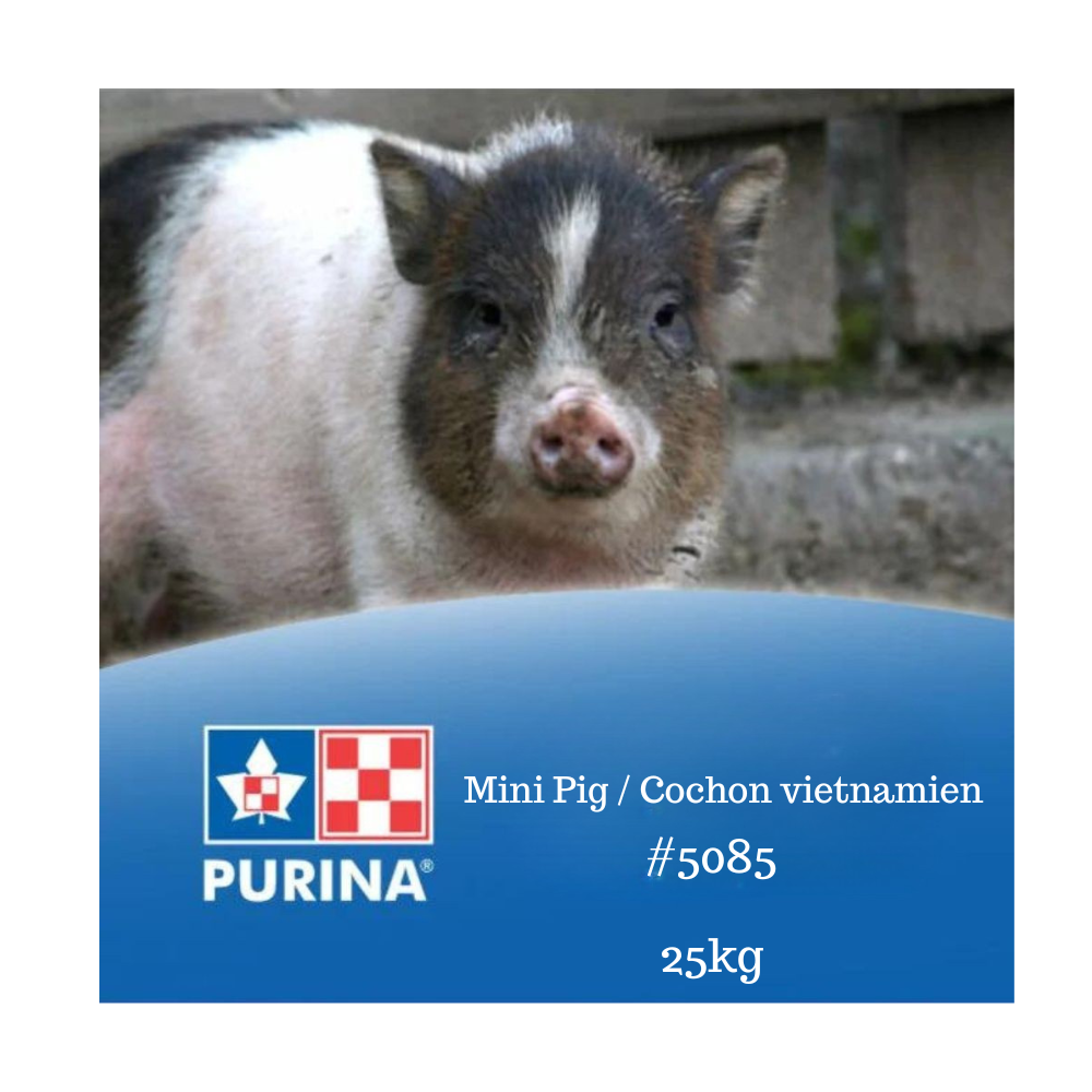 PURINA, Mini Pig, Nourriture, Pour cochon vietnamien, 25kg – MEUNERIE ...